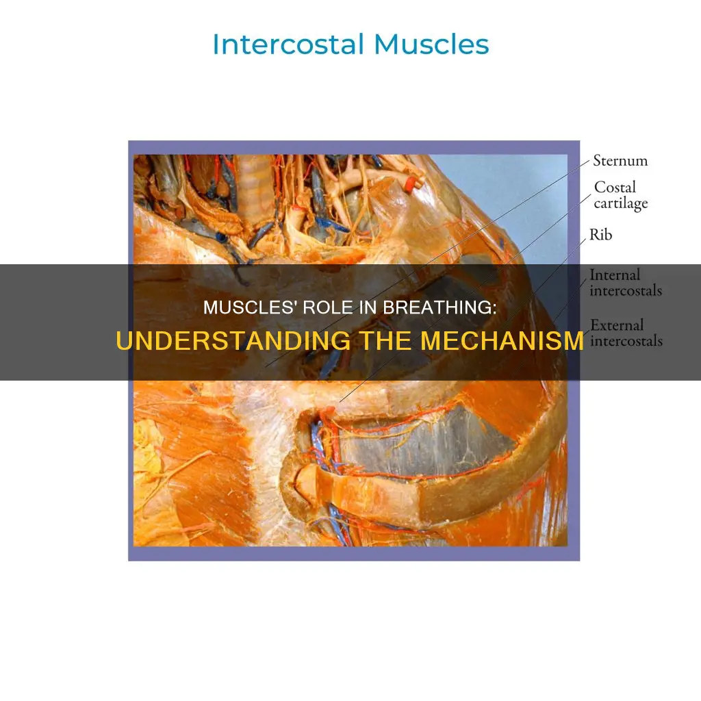 Muscles' Role In Breathing: Understanding The Mechanism | CyVigor
