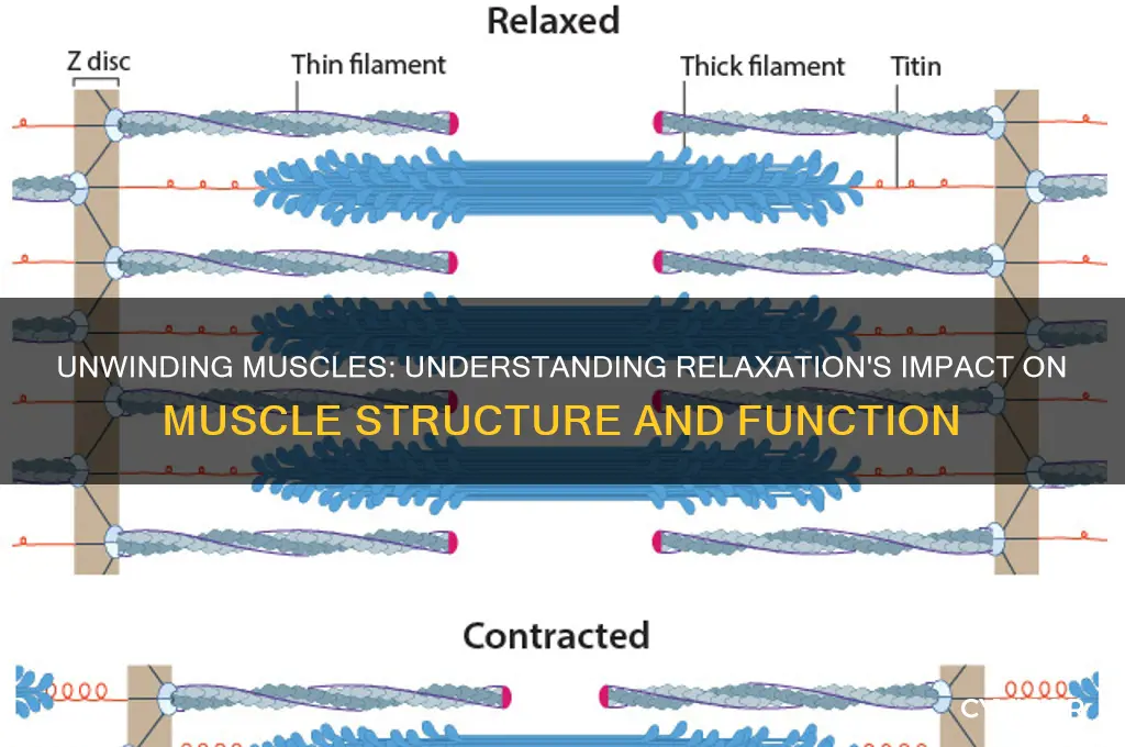 Unwinding Muscles: Understanding Relaxation's Impact On Muscle ...