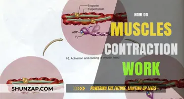 Understanding Muscle Activation And Endurance In The Plank Exercise ...