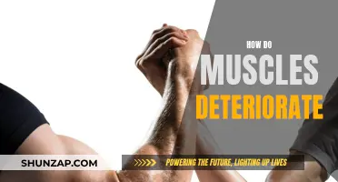 Muscle Tension Maintenance: Understanding The Intricate Process | CyVigor