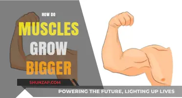 Muscle Growth Explained: The Science Behind Strength And Size | CyVigor
