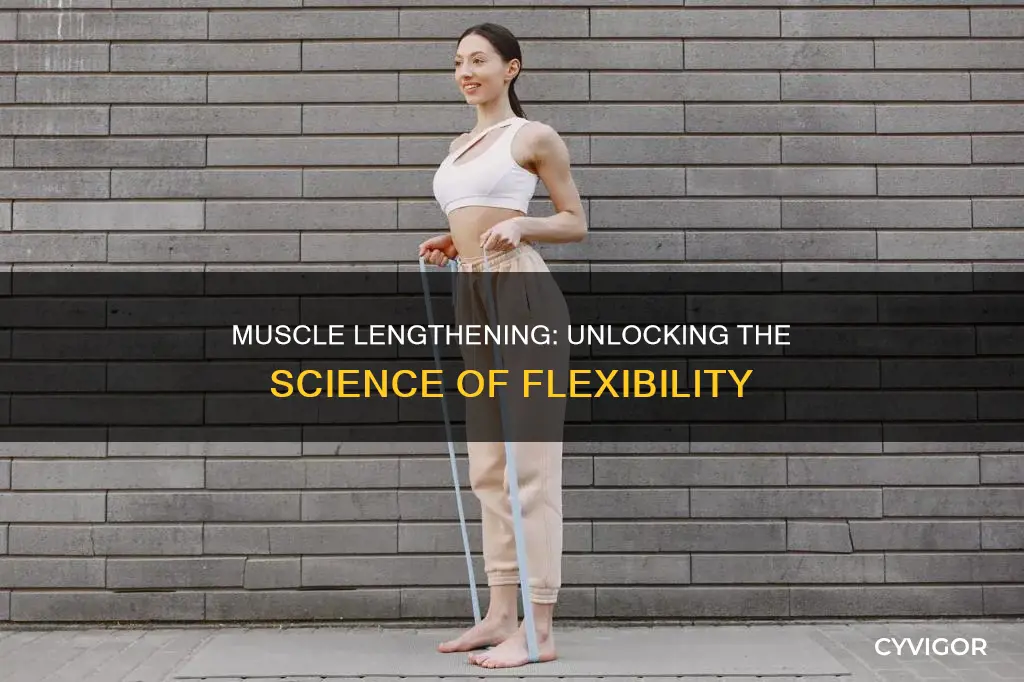 Muscle Lengthening: Unlocking The Science Of Flexibility | CyVigor