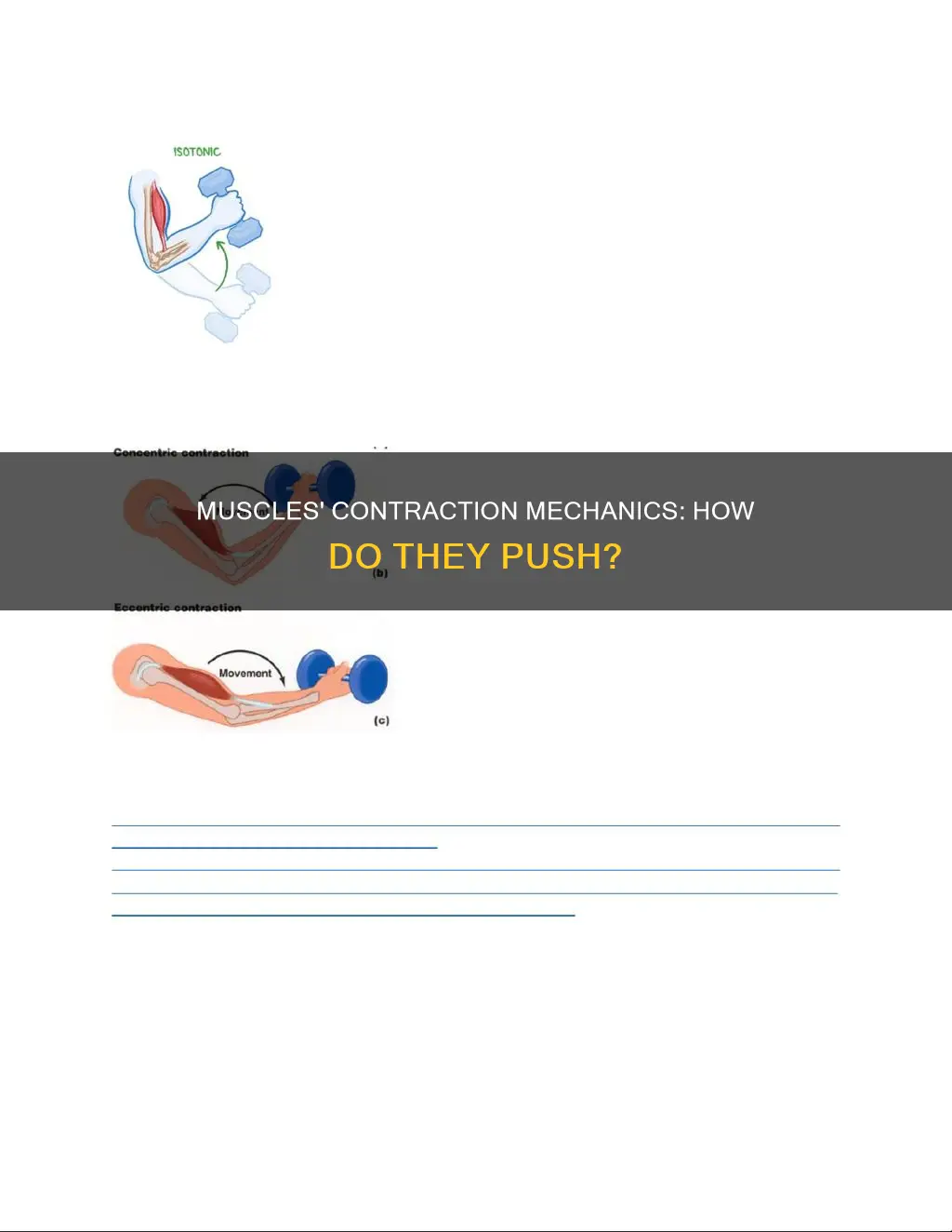 Muscles' Contraction Mechanics: How Do They Push? | CyVigor