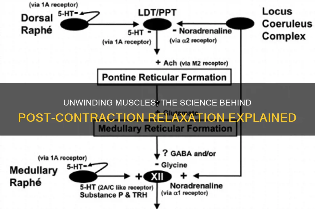Unwinding Muscles: The Science Behind Post-Contraction Relaxation ...