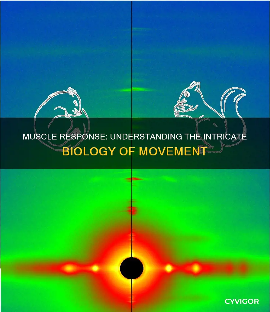 Muscle Response: Understanding The Intricate Biology Of Movement | CyVigor