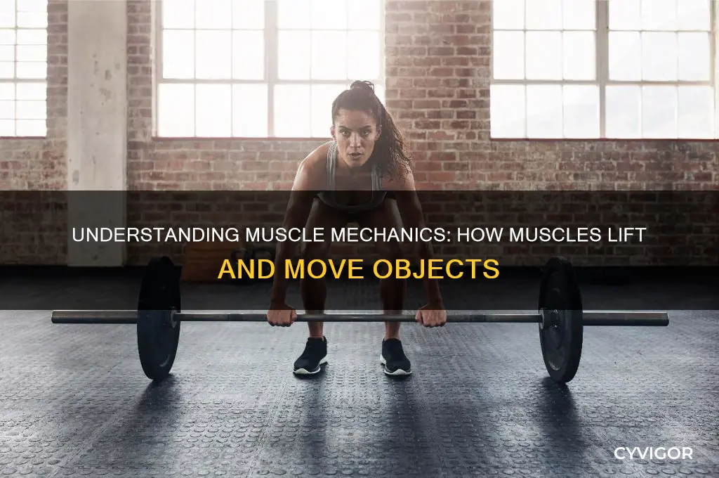 Understanding Muscle Mechanics: How Muscles Lift And Move Objects | CyVigor