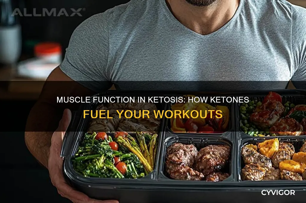 Muscle Function In Ketosis: How Ketones Fuel Your Workouts | CyVigor