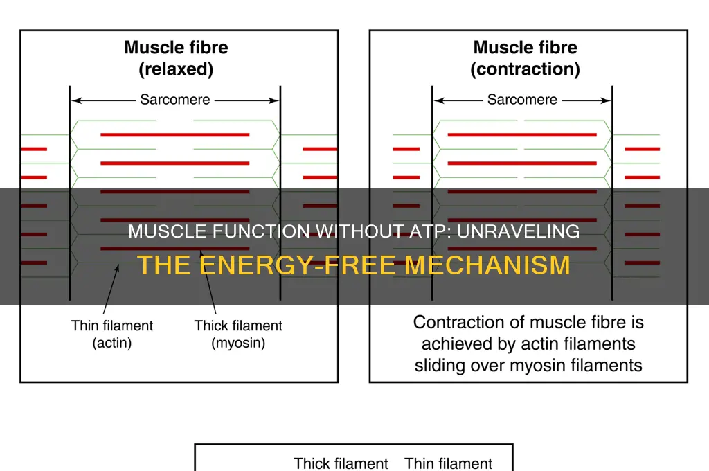 Muscle Function Without Atp: Unraveling The Energy-Free Mechanism | CyVigor