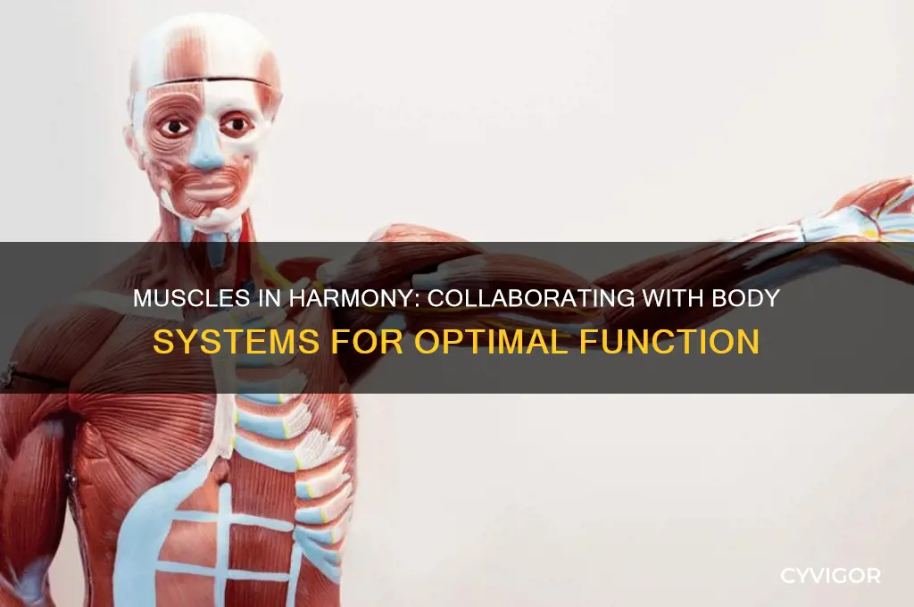 Muscles In Harmony: Collaborating With Body Systems For Optimal ...