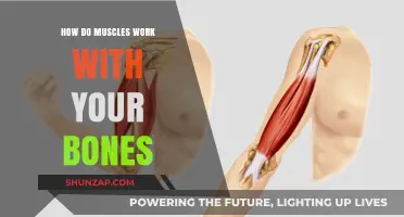 Muscle Mechanics: How Muscles Contract To Move Bones | CyVigor