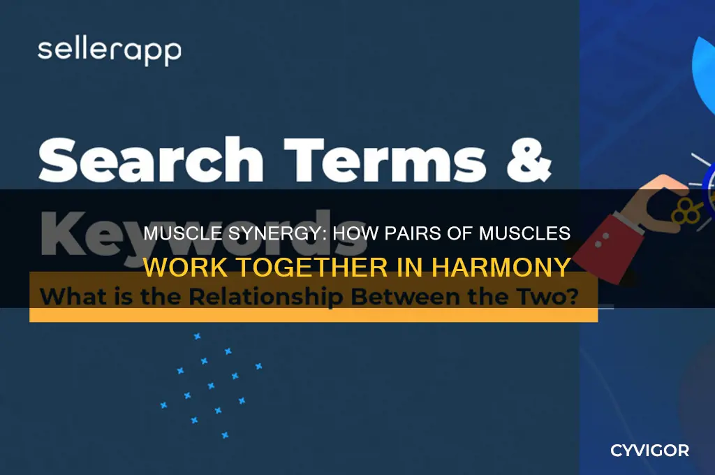 Muscle Synergy: How Pairs Of Muscles Work Together In Harmony | CyVigor