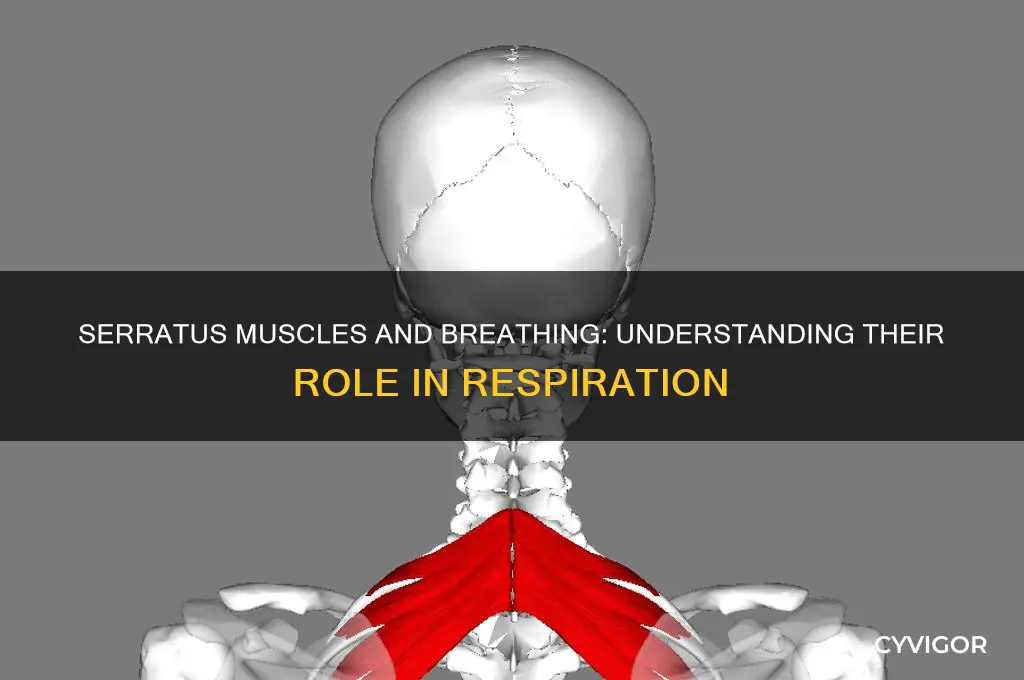 Serratus Muscles And Breathing: Understanding Their Role In Respiration ...