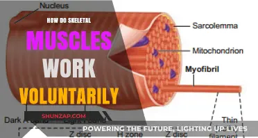 Understanding Muscle Mechanics: The Science Behind How We Jump | CyVigor