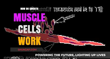 Understanding Sphincter Muscles: Function, Control, And Essential Roles ...