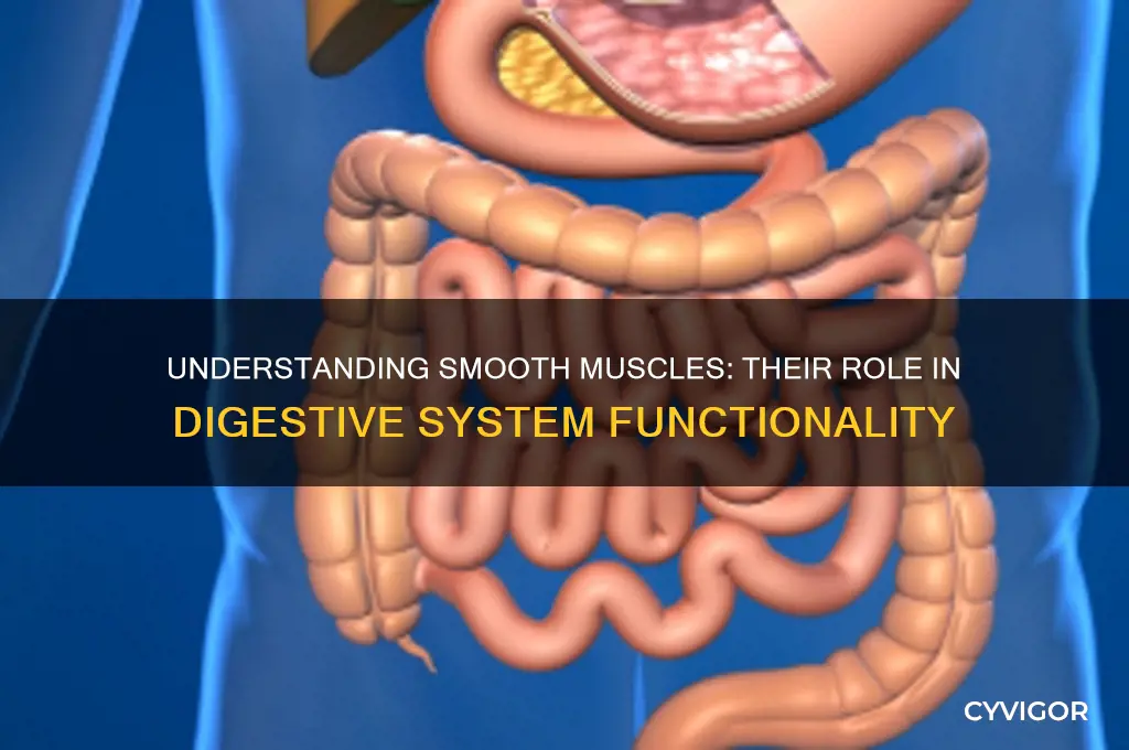 Understanding Smooth Muscles: Their Role In Digestive System ...
