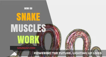 Understanding Slow Twitch Muscle Fibers: Function, Endurance, And ...