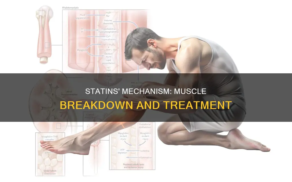 Statins' Mechanism: Muscle Breakdown And Treatment | CyVigor