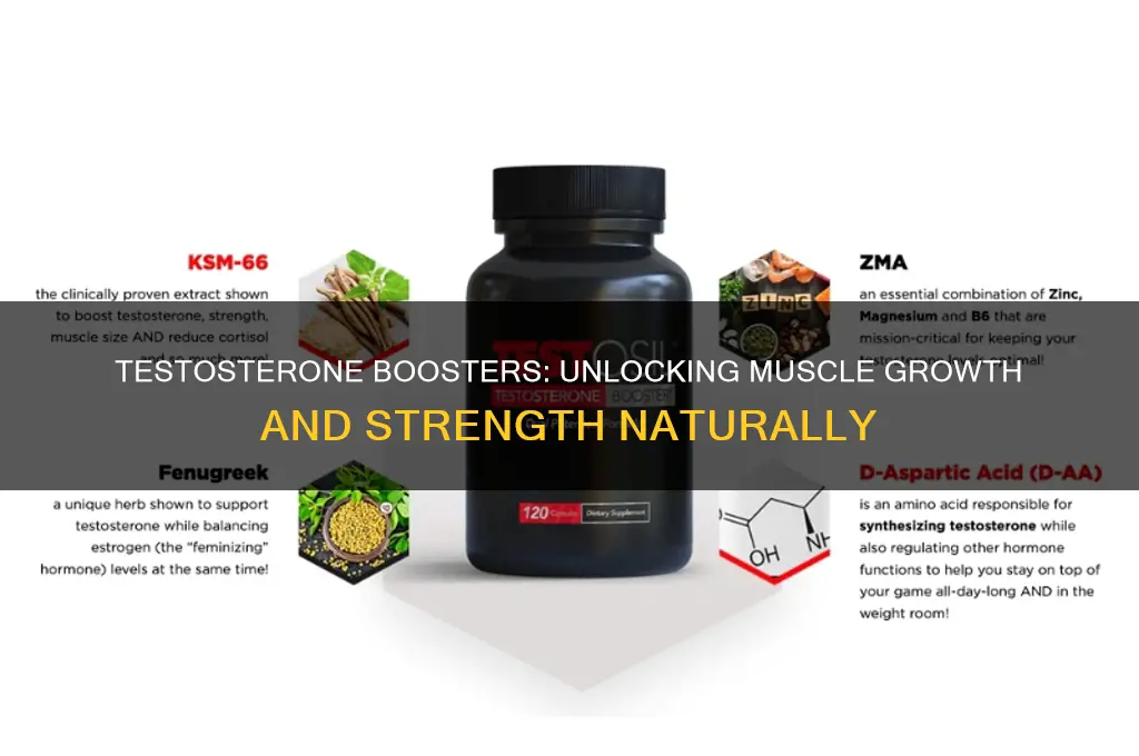 Testosterone Boosters: Unlocking Muscle Growth And Strength Naturally ...