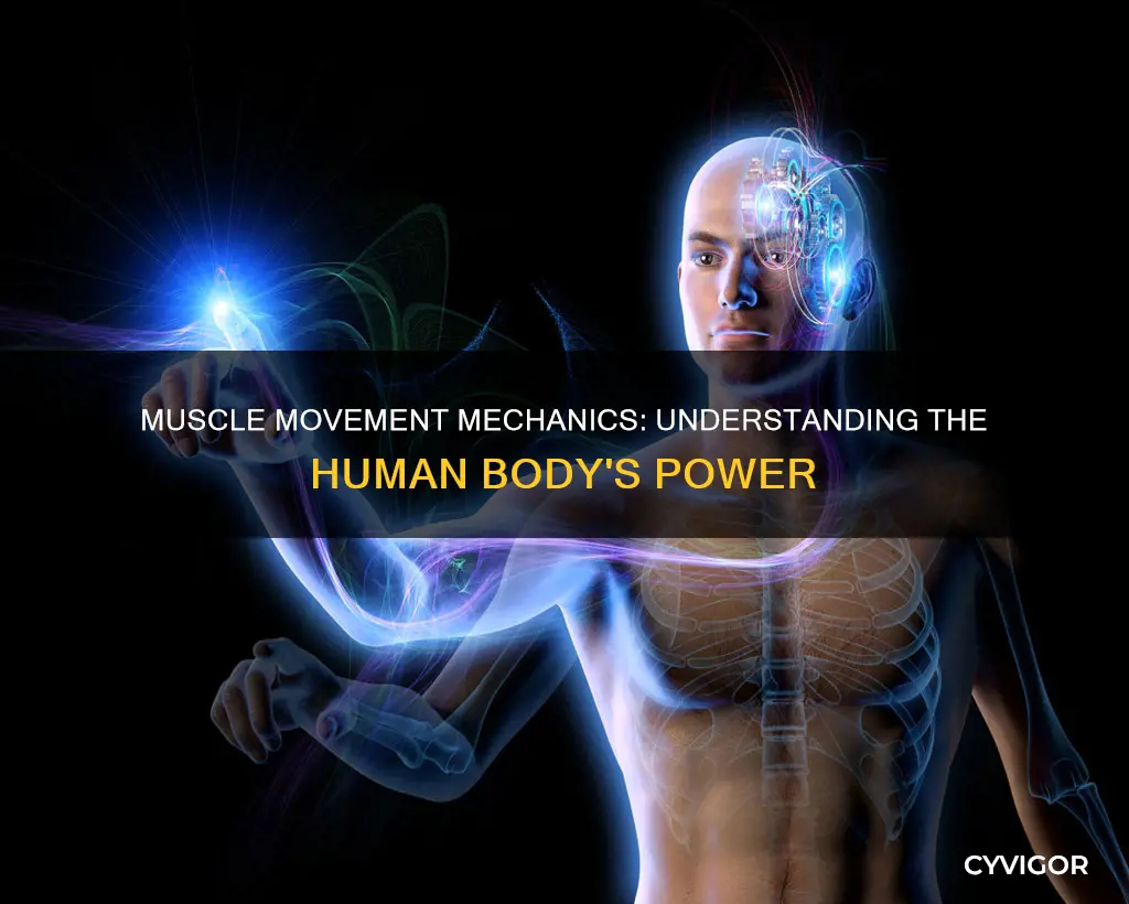 Muscle Movement Mechanics: Understanding The Human Body's Power | CyVigor