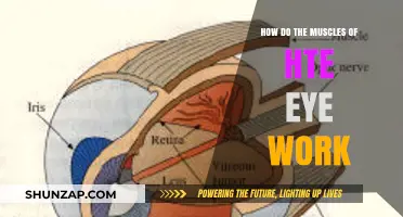 Understanding Ciliary Muscles: How They Control Eye Focus And Vision ...
