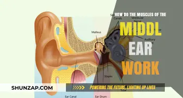 Understanding Motor Units: How Skeletal Muscles Contract And Function ...