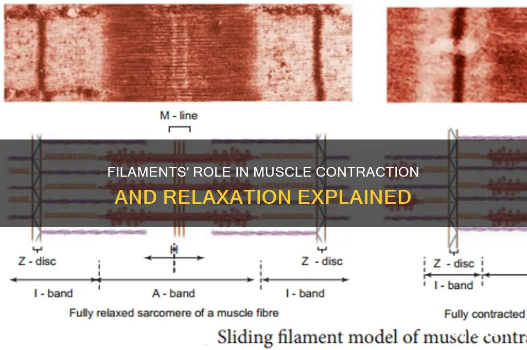 Filaments' Role In Muscle Contraction And Relaxation Explained | CyVigor