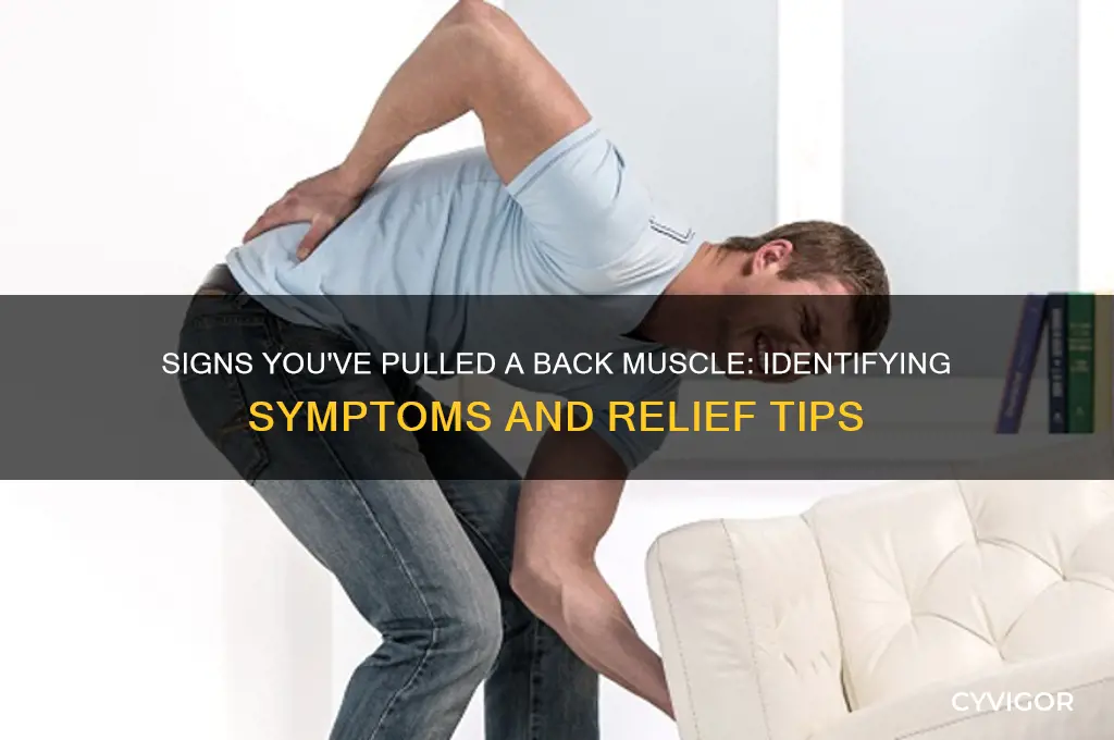 Signs You've Pulled A Back Muscle: Identifying Symptoms And Relief Tips ...