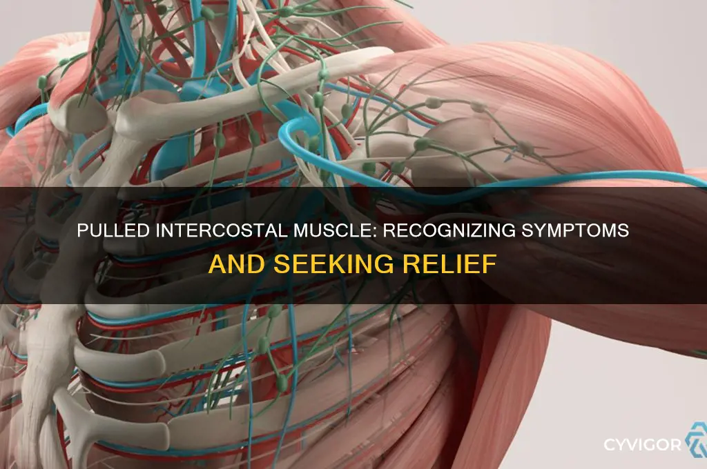 Pulled Intercostal Muscle: Recognizing Symptoms And Seeking Relief ...