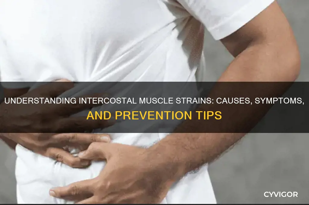 Understanding Intercostal Muscle Strains: Causes, Symptoms, And ...