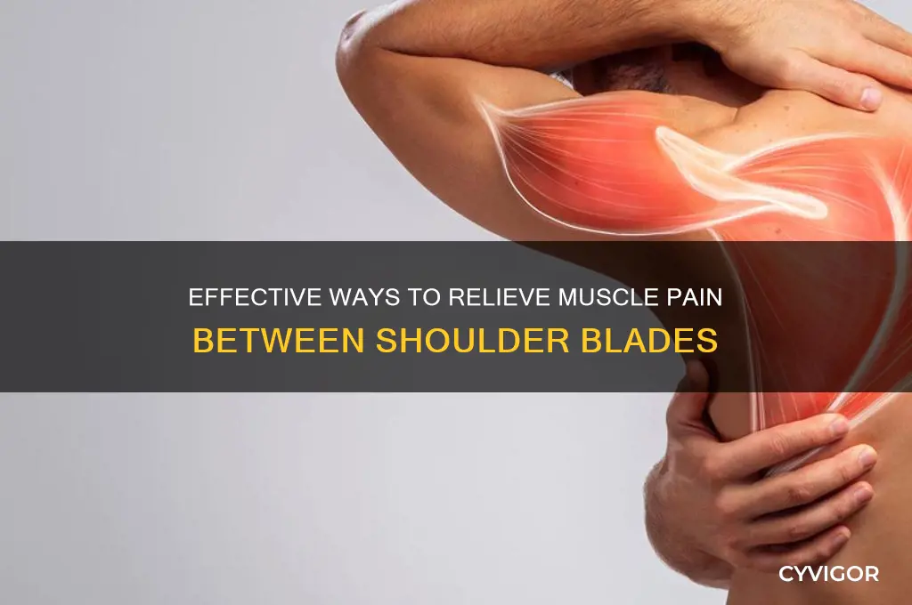 Effective Ways To Relieve Muscle Pain Between Shoulder Blades CyVigor