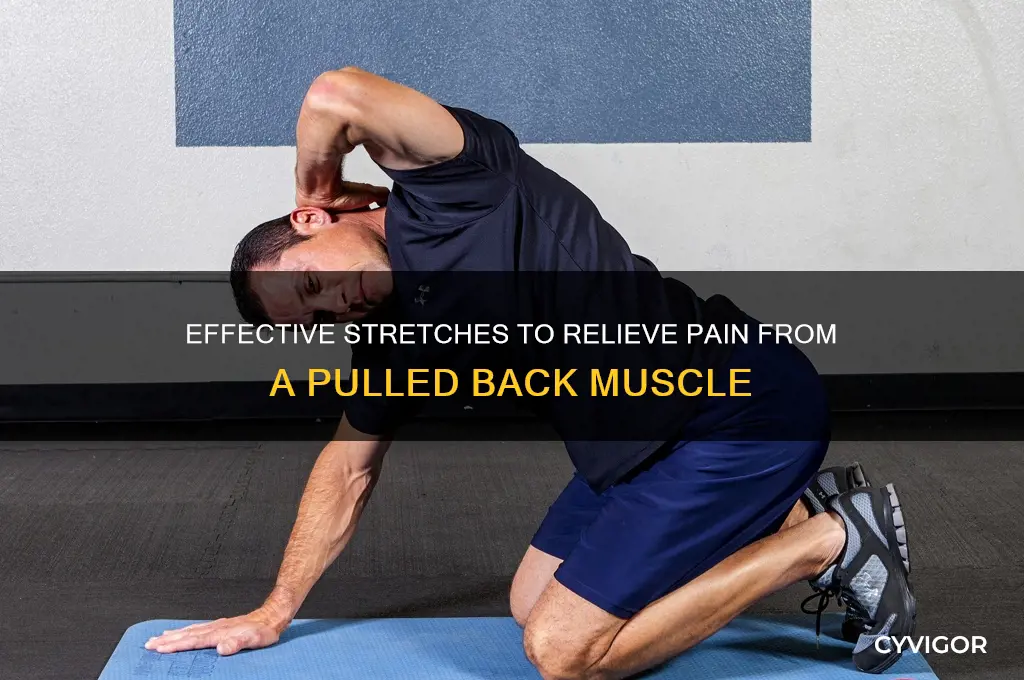Effective Stretches To Relieve Pain From A Pulled Back Muscle | CyVigor