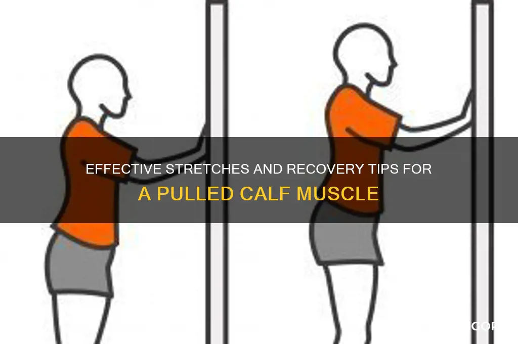 Effective Stretches And Recovery Tips For A Pulled Calf Muscle | CyVigor