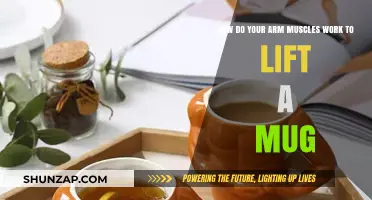 Understanding Arm Muscles: Mechanics Behind Lifting A Mug Effortlessly ...