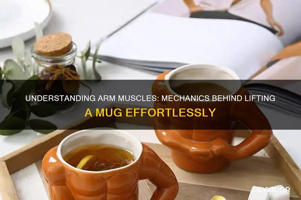 Understanding Arm Muscles: Mechanics Behind Lifting A Mug Effortlessly ...