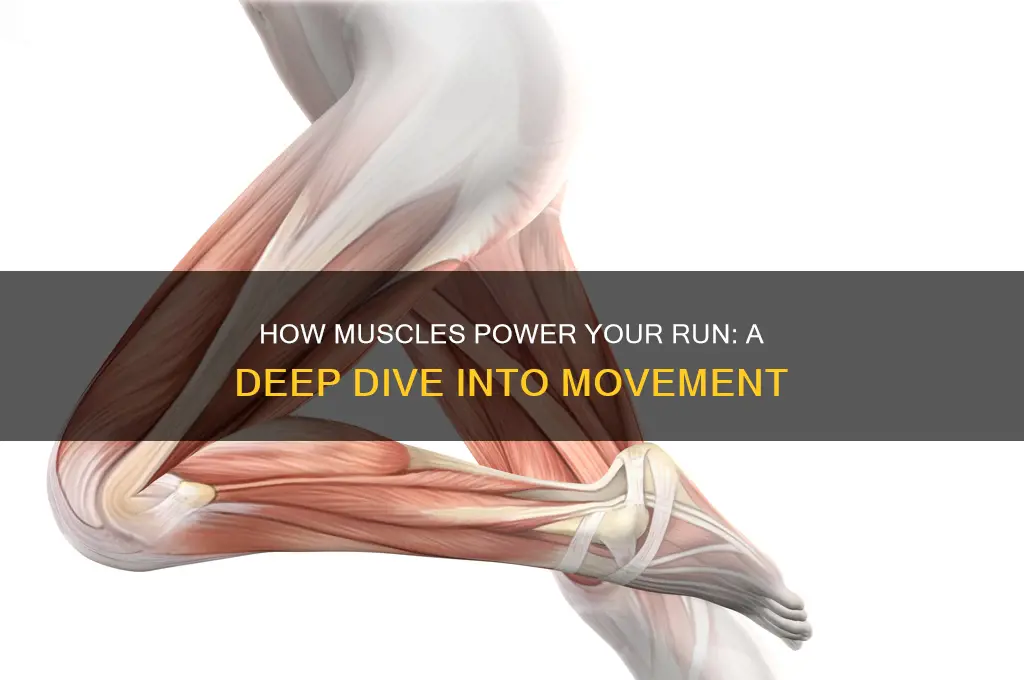 How Muscles Power Your Run: A Deep Dive Into Movement | CyVigor