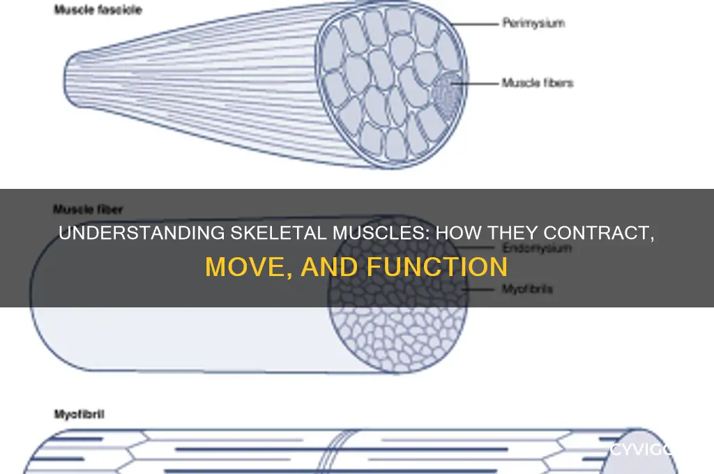 Understanding Skeletal Muscles: How They Contract, Move, And Function ...