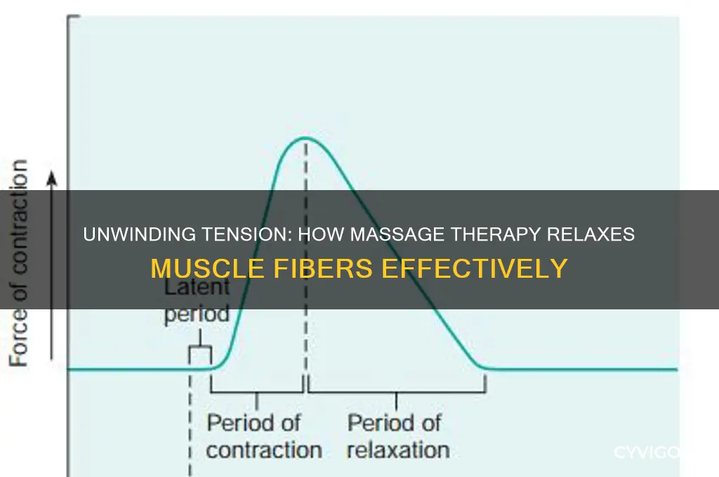 Unwinding Tension: How Massage Therapy Relaxes Muscle Fibers ...