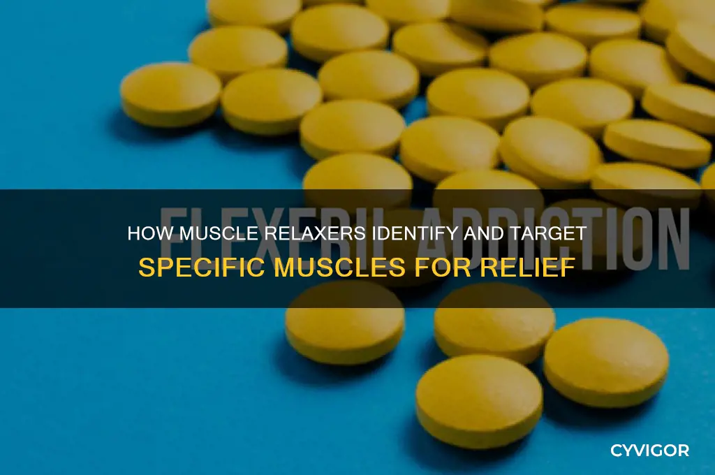 How Muscle Relaxers Identify And Target Specific Muscles For Relief ...