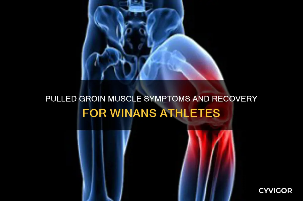 Pulled Groin Muscle Symptoms And Recovery For Winans Athletes | CyVigor