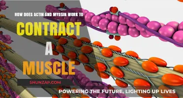 Understanding Smooth Muscle Function: Mechanisms, Contractions, And ...