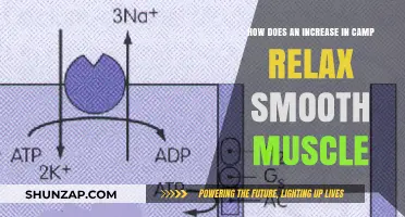 Beta-2 Activation: Unlocking Smooth Muscle Relaxation Mechanisms ...