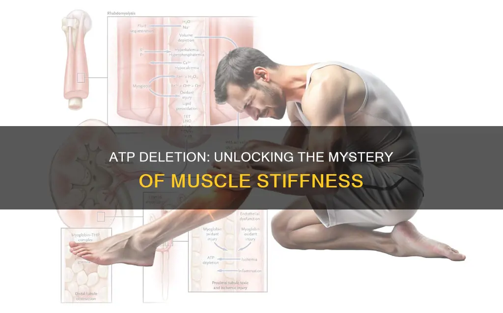 Atp Deletion: Unlocking The Mystery Of Muscle Stiffness | CyVigor