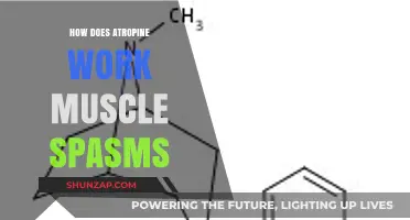Actin Filaments' Role In Smooth Vs. Skeletal Muscle Function Explained ...