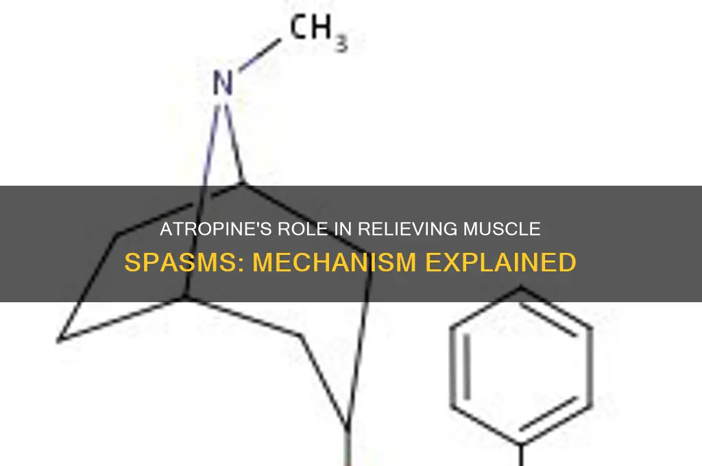 Atropine's Role In Relieving Muscle Spasms: Mechanism Explained | CyVigor