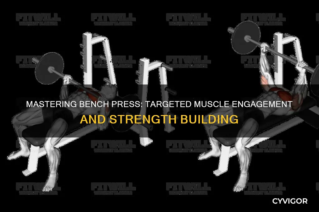 Mastering Bench Press: Targeted Muscle Engagement And Strength Building ...