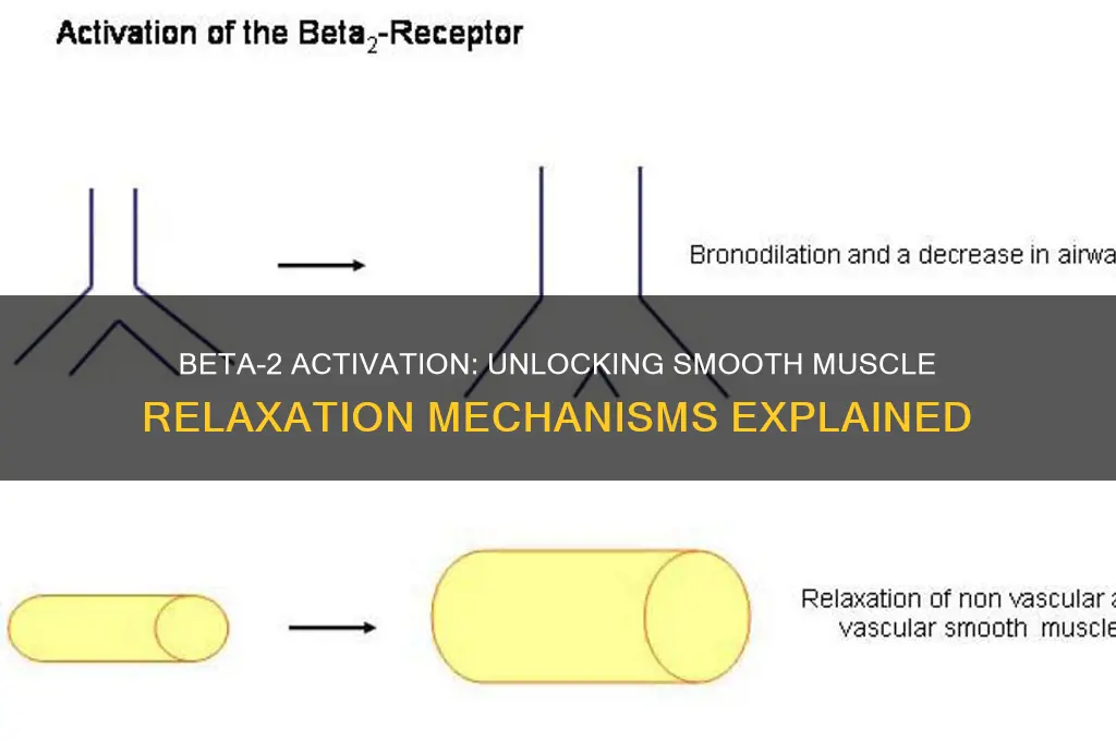 Beta-2 Activation: Unlocking Smooth Muscle Relaxation Mechanisms ...