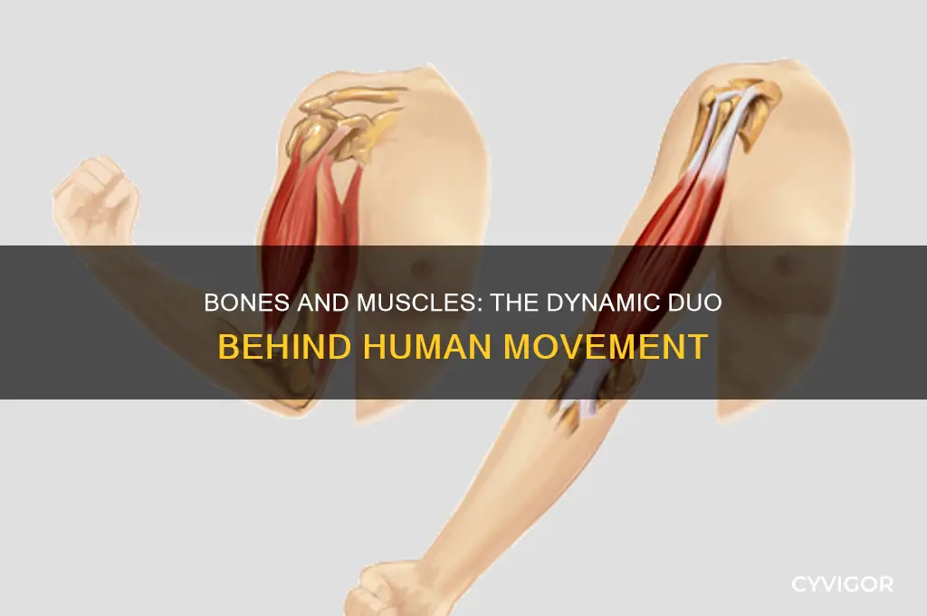 Bones And Muscles: The Dynamic Duo Behind Human Movement | CyVigor
