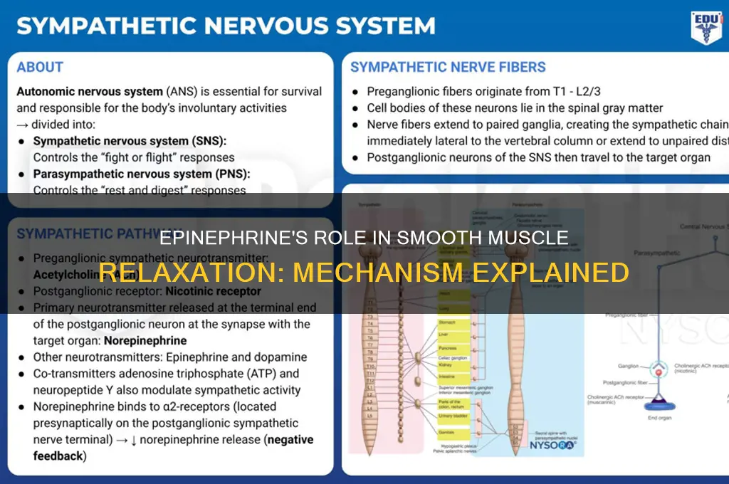 Epinephrine's Role In Smooth Muscle Relaxation: Mechanism Explained ...