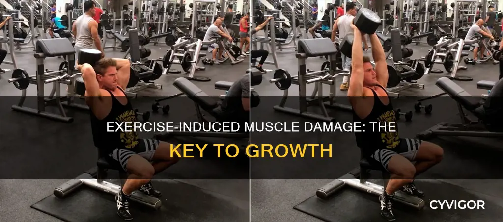 Exercise-Induced Muscle Damage: The Key To Growth | CyVigor