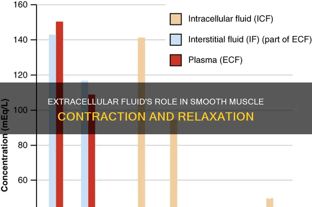 Extracellular Fluid's Role In Smooth Muscle Contraction And Relaxation ...